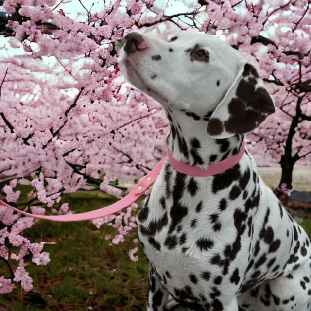Six Fun Spring Activities to Explore with your Dog – HOUND Collection